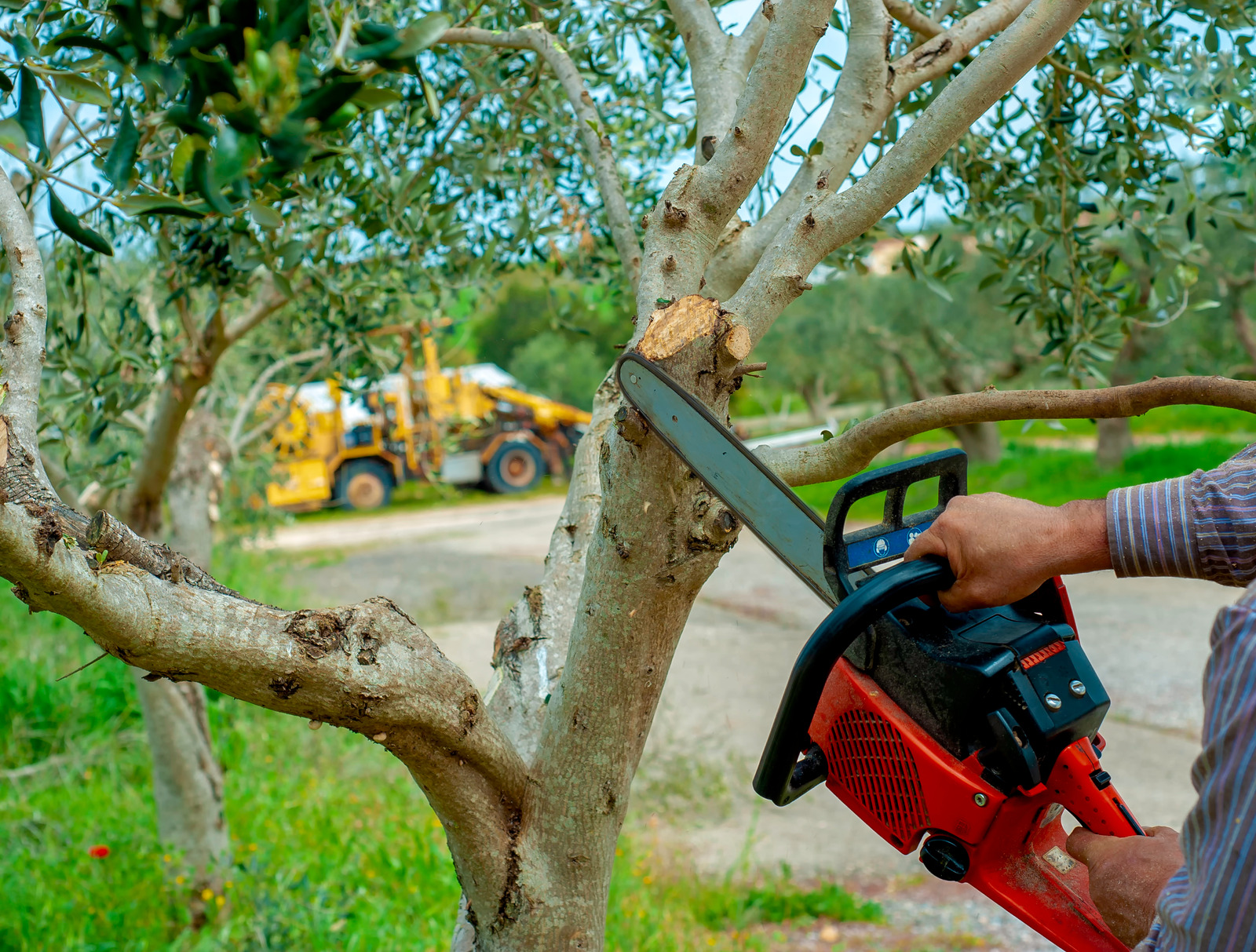 5 Signs Your Trees Need Professional Care | Tree Control