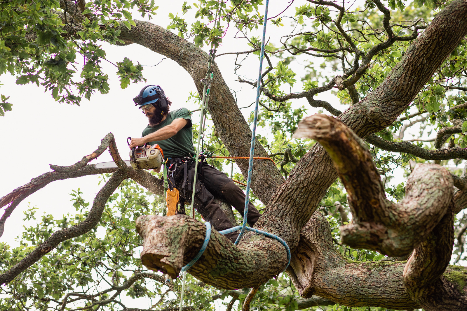 Tree Removal Tauranga | Professional Tree Felling by Experts