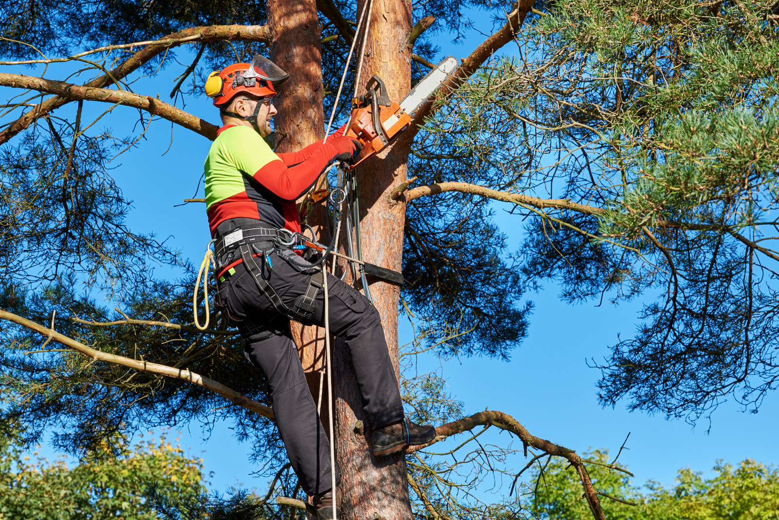 Importance of Tree Maintenance: How an Arborist Can Help